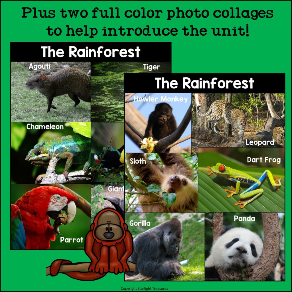 The Rainforest Mini Book for Early Readers: Rainforest Animals | Made ...
