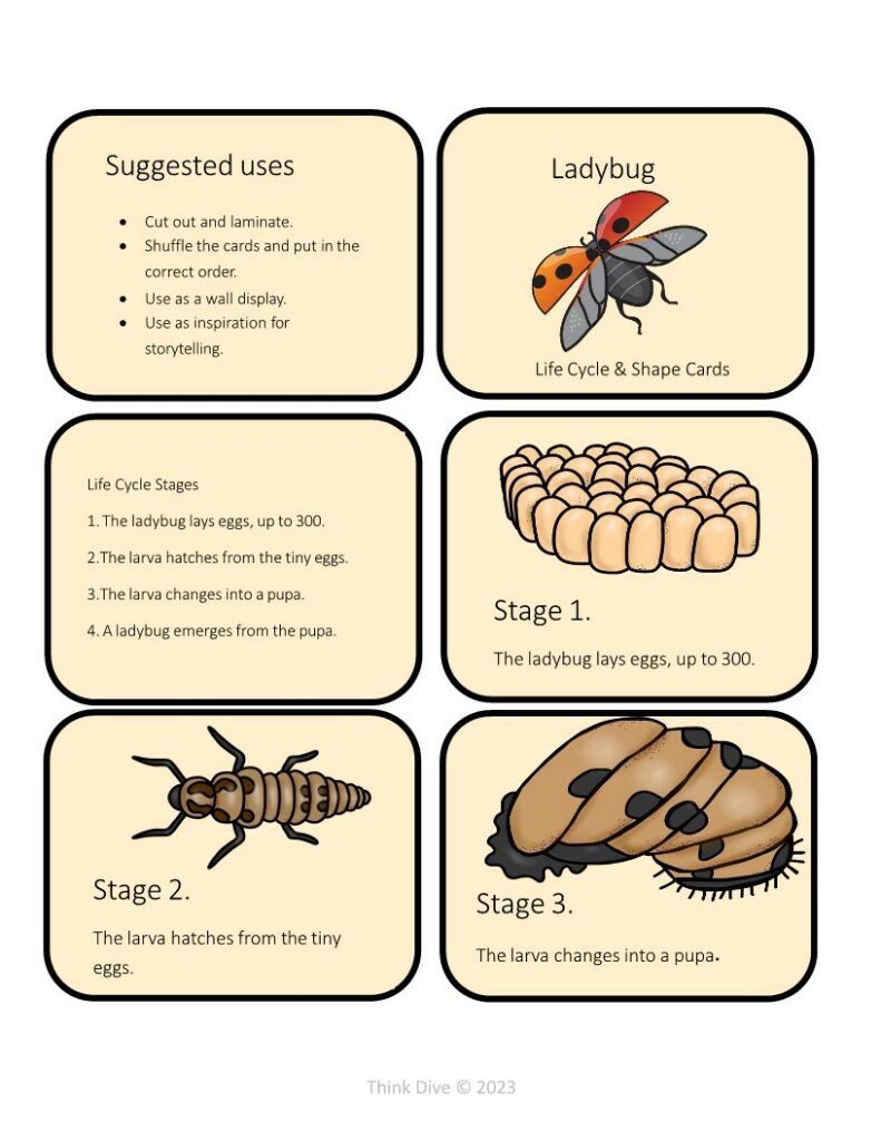 Ladybug Life Cycle | PBL Biomimicry Design Inspired by Nature | Made By ...