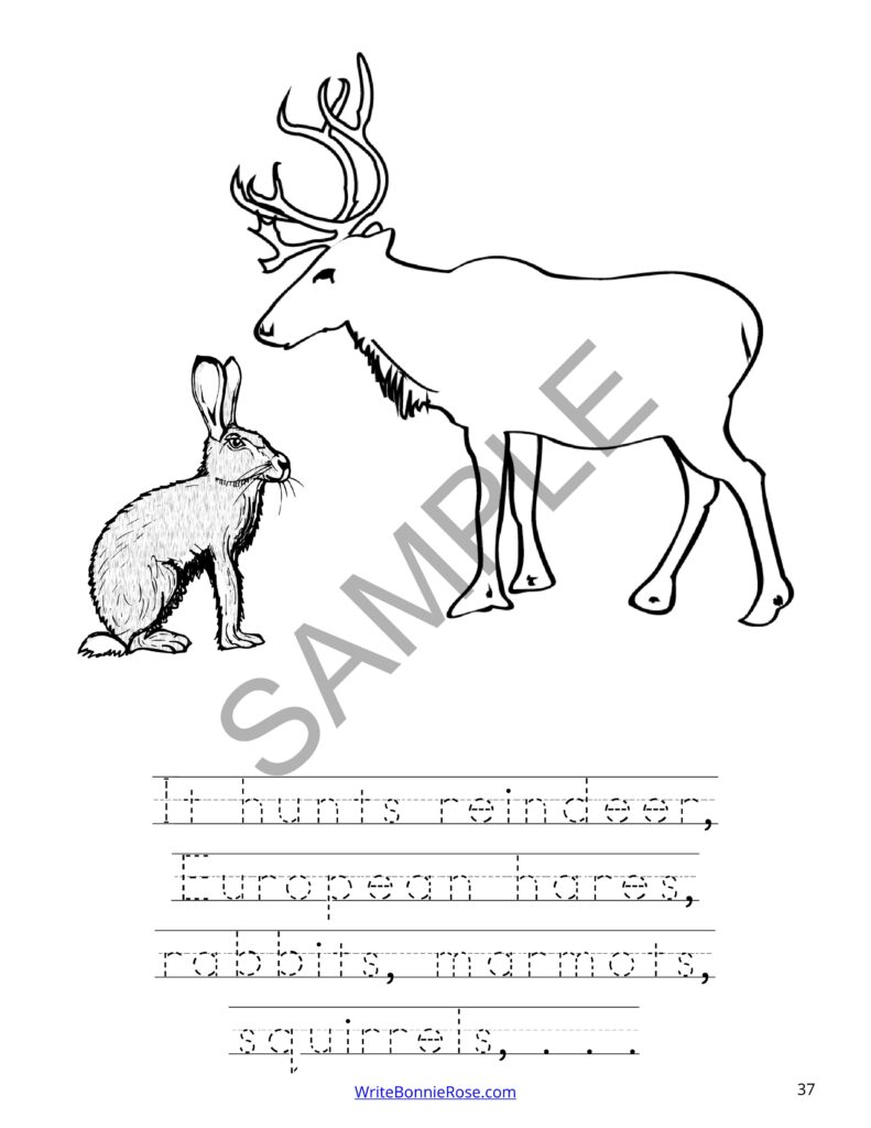 Wild Cats of the World Coloring Book, Level B | Made By Teachers