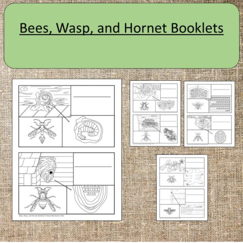 Elementary Bees, Wasp, and Hornet Booklets Montessori Homeschool ...