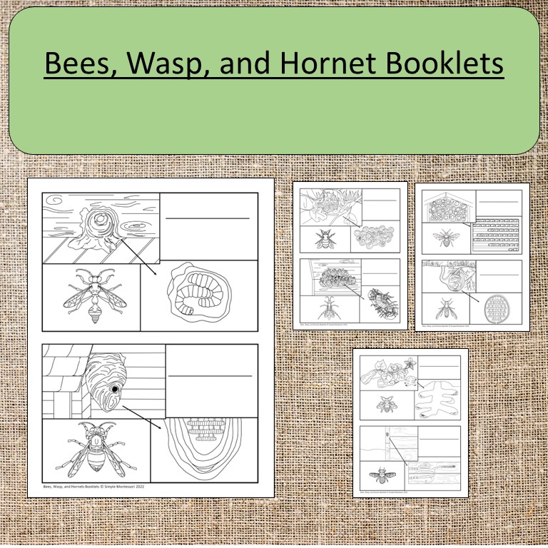 Elementary Bees, Wasp, and Hornet Booklets Montessori Homeschool ...