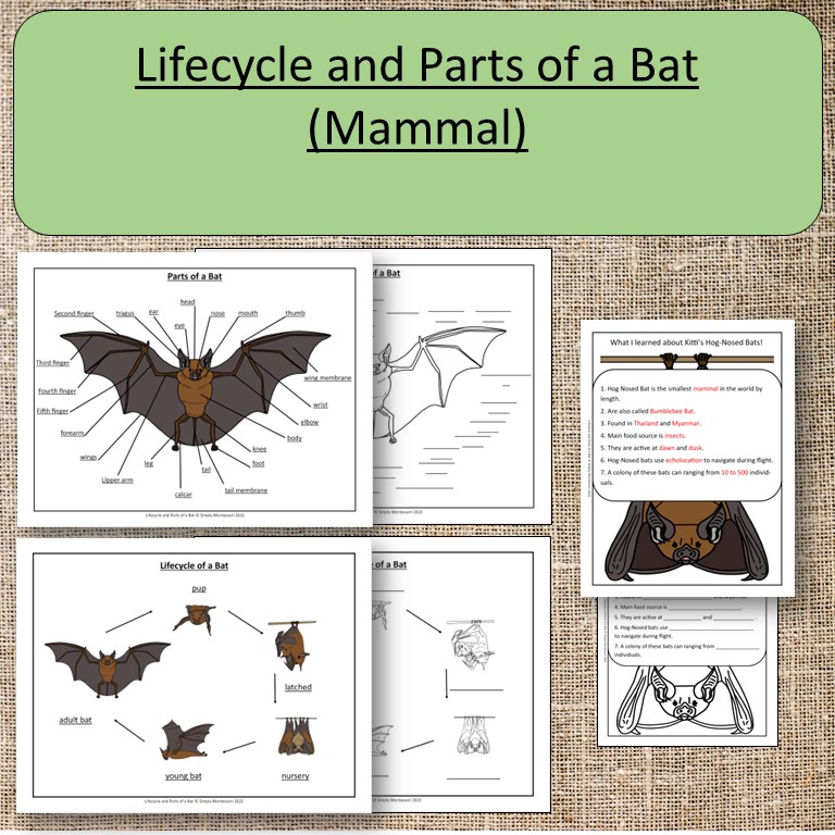 Lifecycle and Parts of a Bat (Mammal) Montessori Homeschool Preschool ...