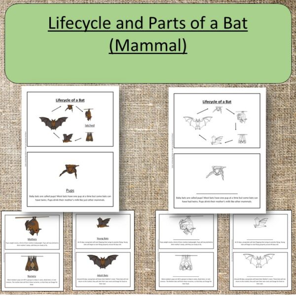Lifecycle and Parts of a Bat (Mammal) Montessori Homeschool Preschool ...