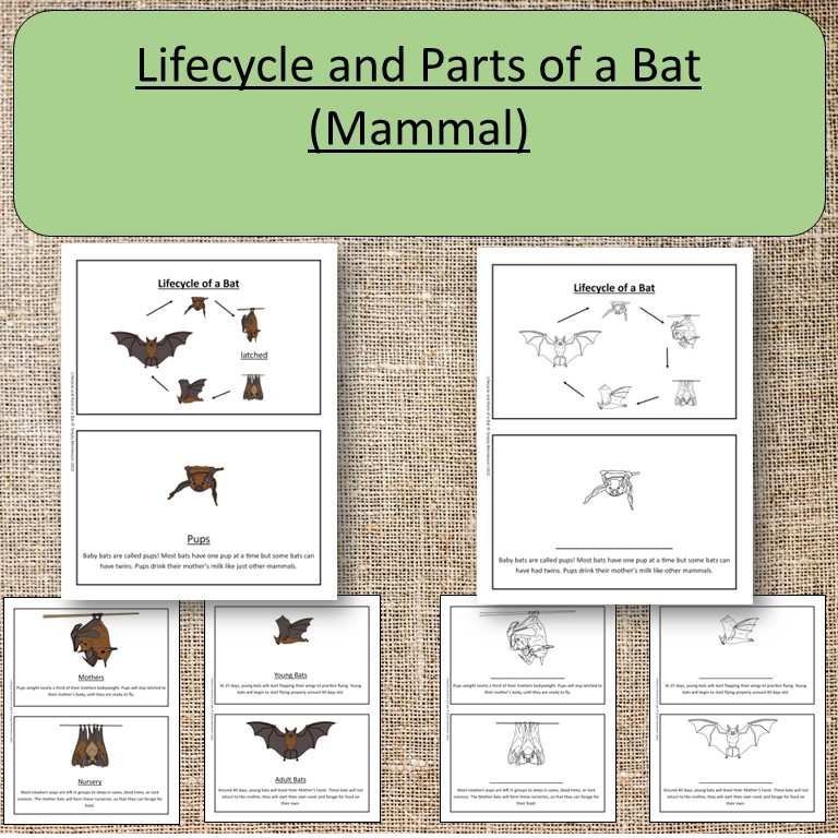 Lifecycle and Parts of a Bat (Mammal) Montessori Homeschool Preschool ...
