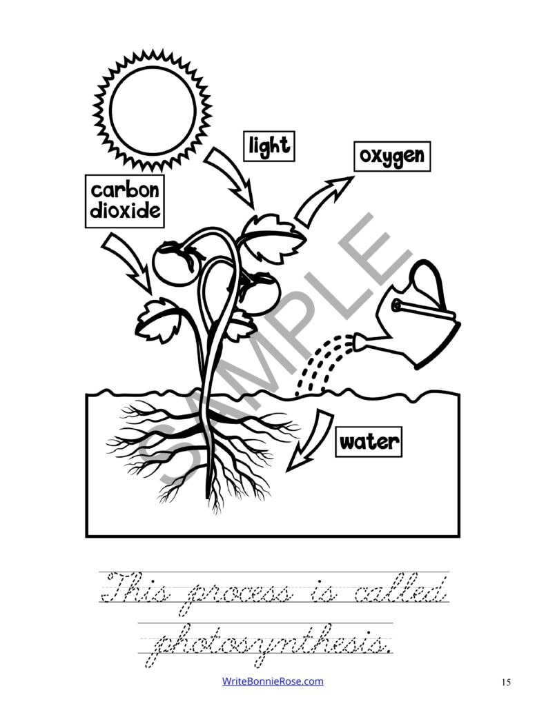 Questions & Answers Coloring Book About Science: Plants-Level C | Made ...