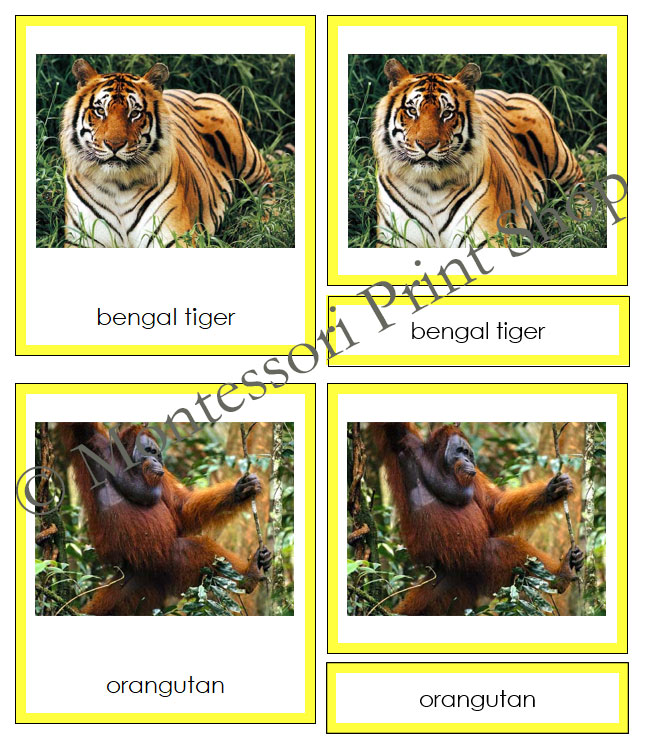 Animals of Asia 3-Part Cards (color borders) - Continent Cards | Made ...