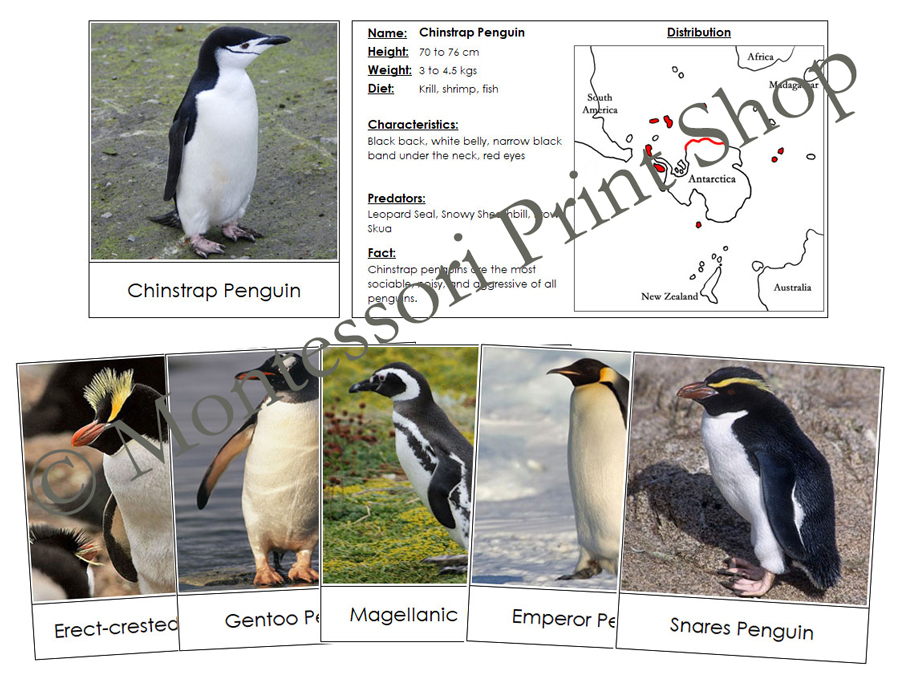 Types of Penguins - Information, Photo Cards & Location Maps | Made By ...