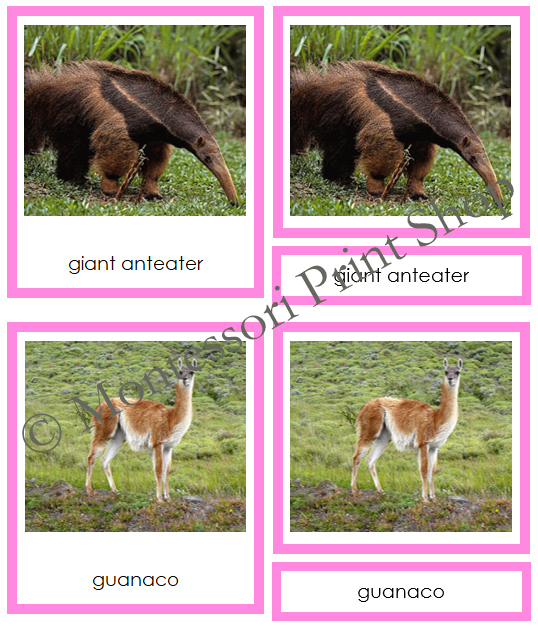 Animals of South America 3-Part Cards (color borders) - Continent Cards ...