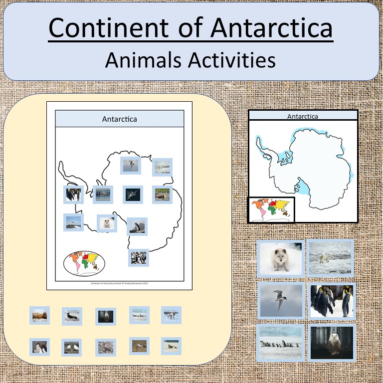 Continent of Antarctica Animal activities | Made By Teachers