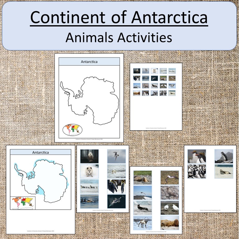 Continent of Antarctica Animal activities | Made By Teachers