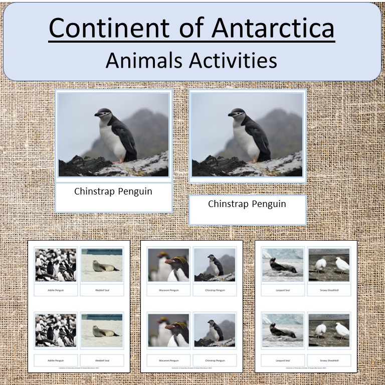 Continent of Antarctica Animal activities | Made By Teachers