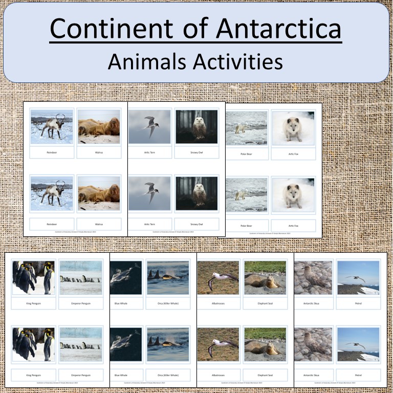 Continent of Antarctica Animal activities | Made By Teachers