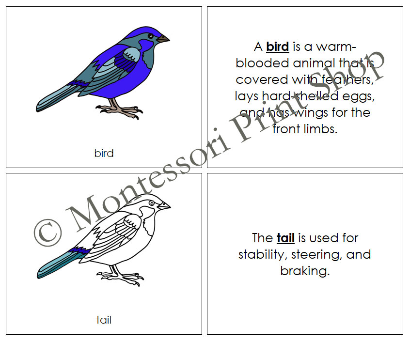 Parts of a Bird Book - Montessori Nomenclature | Made By Teachers