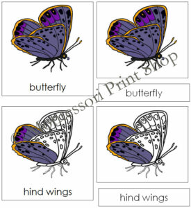 Parts of a Butterfly 3-Part Cards - Montessori Nomenclature | Made By ...