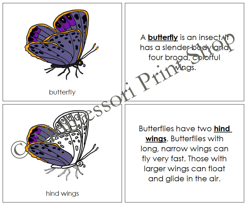 Parts Of A Butterfly Montessori Printable