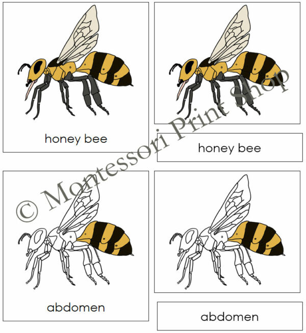 Parts of a Honey Bee 3-Part Cards - Montessori Nomenclature - Made By ...