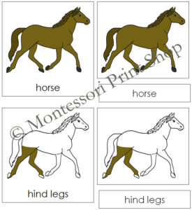 Parts of a Horse 3-Part Cards - Montessori Nomenclature | Made By Teachers