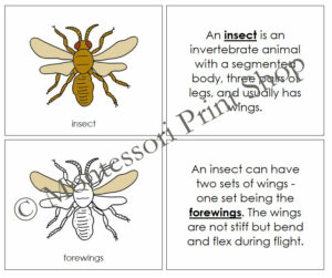 Parts of an Insect Book - Montessori Nomenclature | Made By Teachers