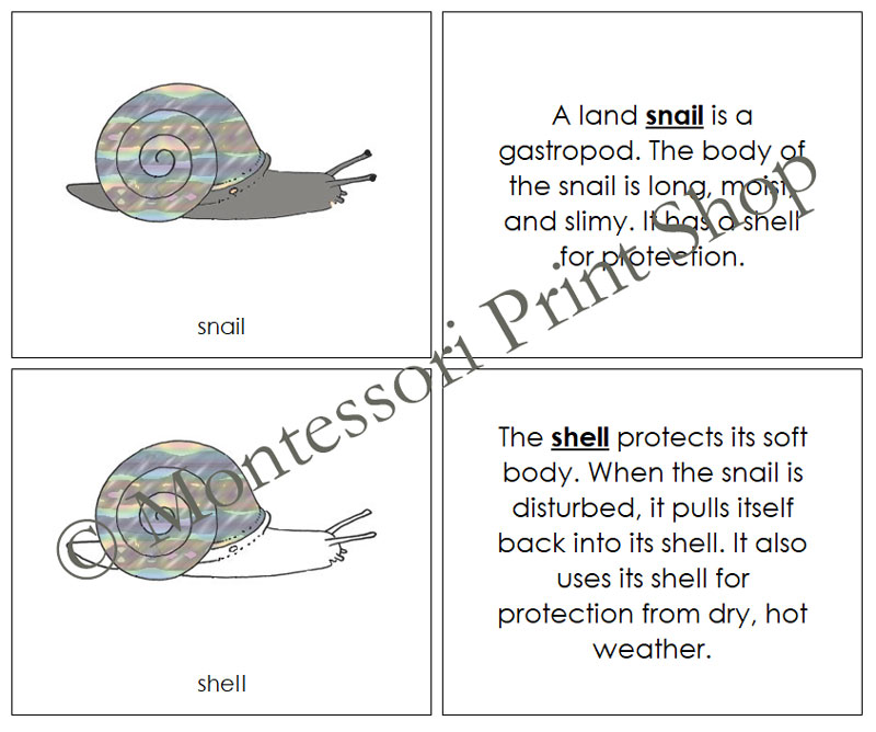 Parts of a Snail Book - Montessori Nomenclature | Made By Teachers