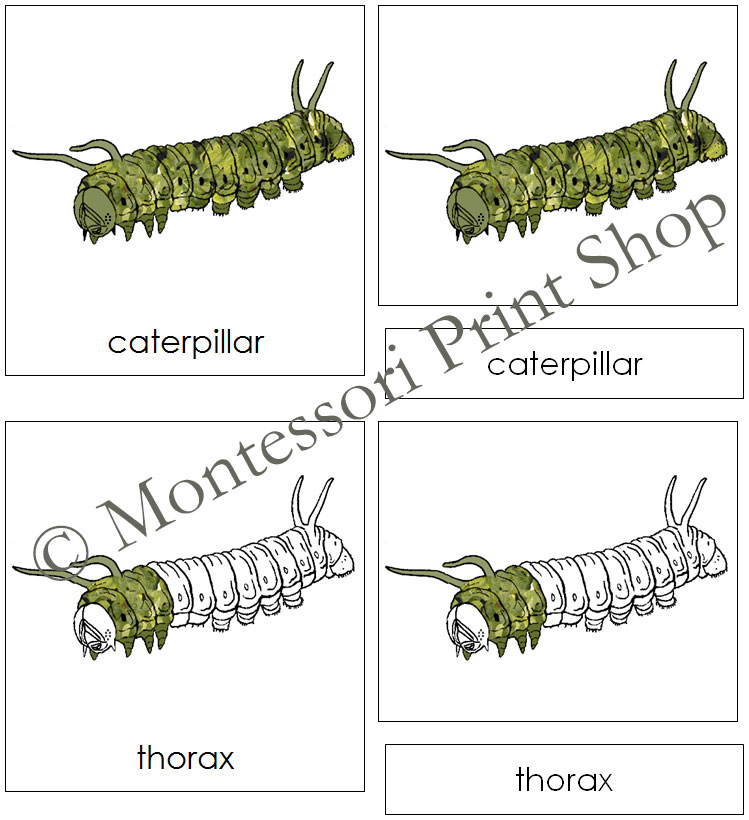 Parts of a Caterpillar 3-Part Cards - Montessori Nomenclature | Made By ...