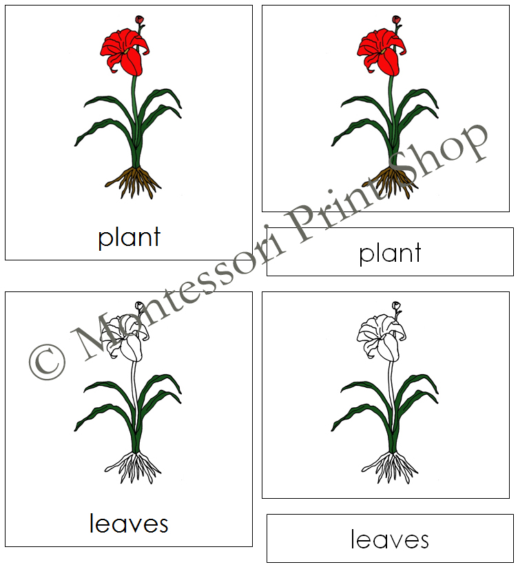Parts of a Plant 3-Part Cards - Montessori Nomenclature | Made By Teachers