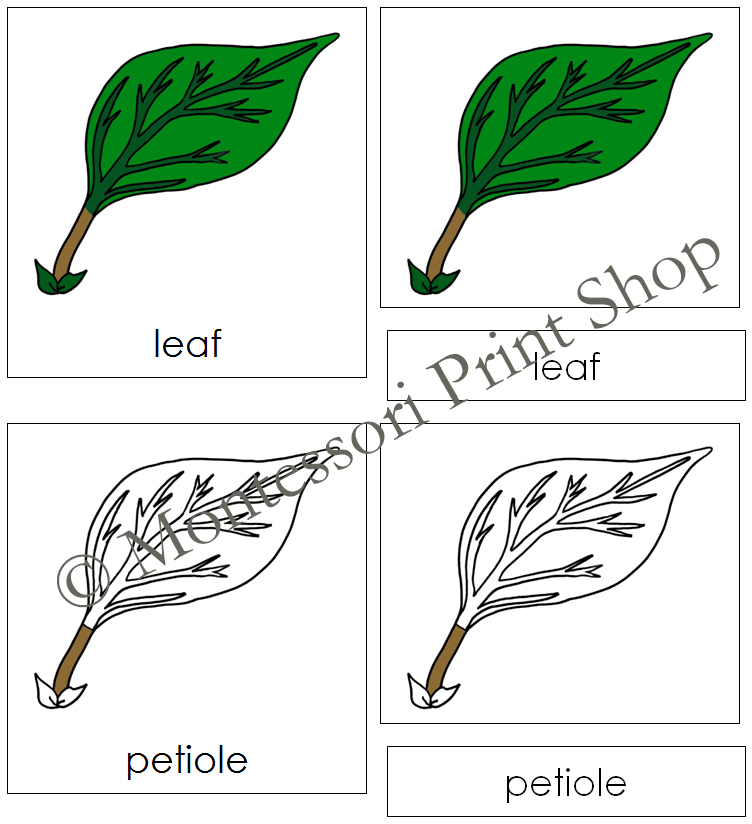 Parts of a Leaf 3-Part Cards - Montessori Nomenclature | Made By Teachers