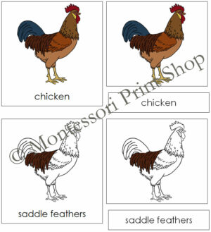 Parts of a Chicken 3-Part Cards - Montessori Nomenclature | Made By ...