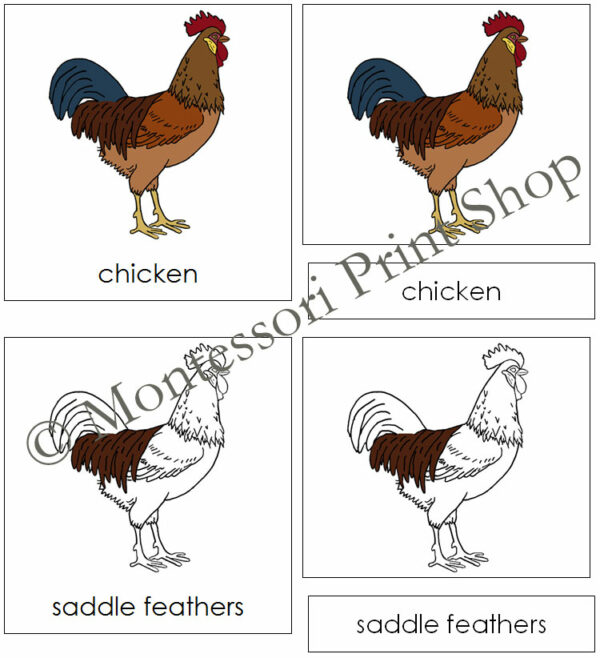 Parts of a Chicken 3-Part Cards - Montessori Nomenclature | Made By ...