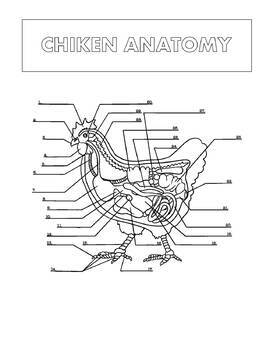 Veterinary Anatomy Coloring Book / Animal Dog Anatomy And Physiology ...