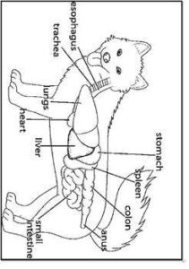 Veterinary Anatomy Coloring Book / Animal Dog Anatomy And Physiology ...