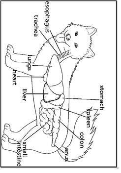 Veterinary Anatomy Coloring Book / Animal Dog Anatomy And Physiology ...