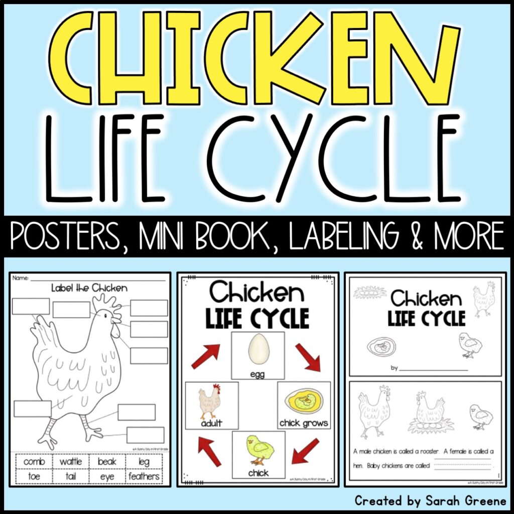 Life Cycle of a Chicken | Made By Teachers