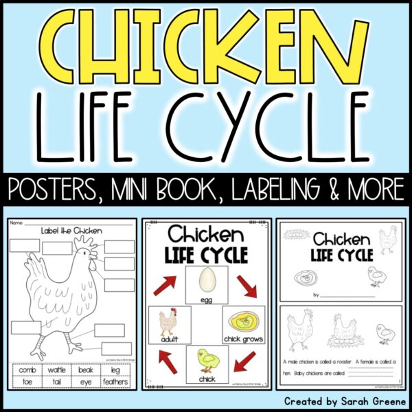 Life Cycle of a Chicken | Made By Teachers