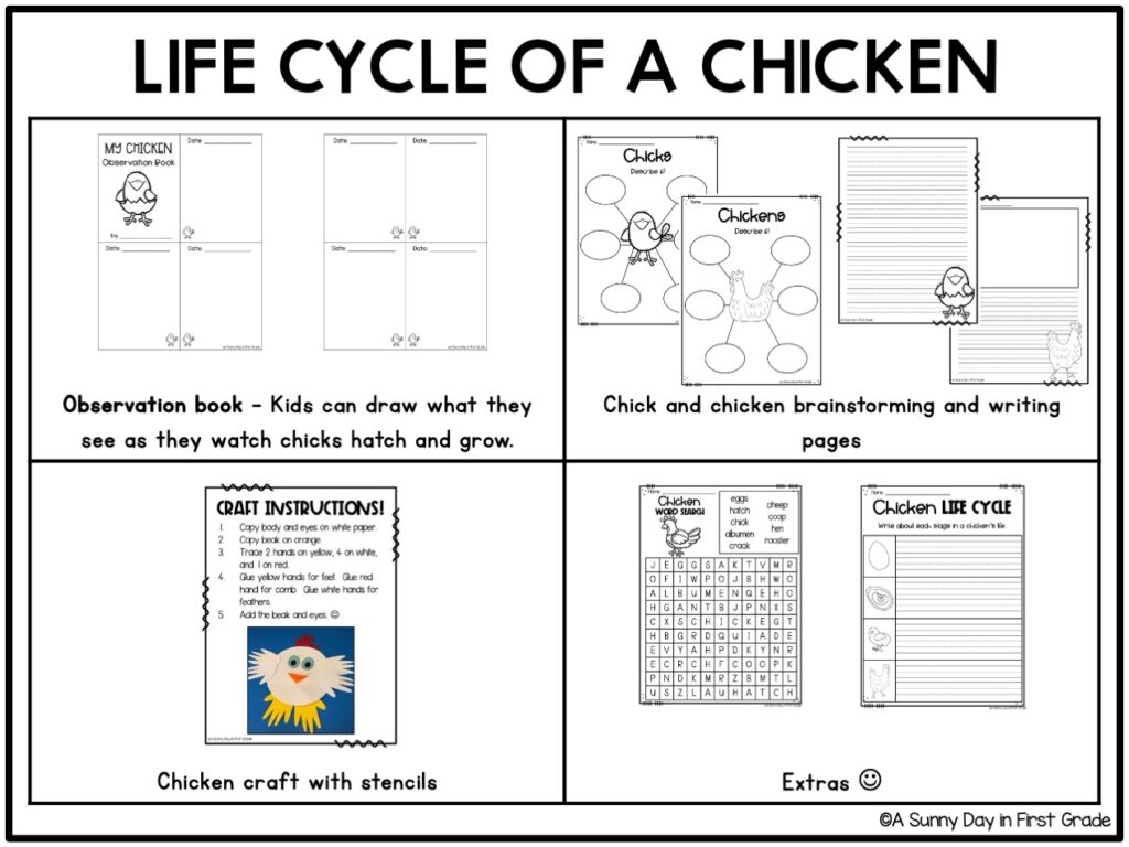 Life Cycle of a Chicken | Made By Teachers