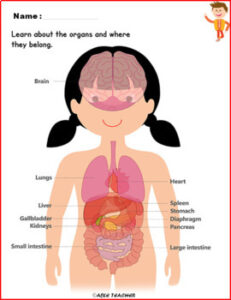 ACTIVITIES FOR THE HUMAN BODY ( body seystemes , body parts , and more ...