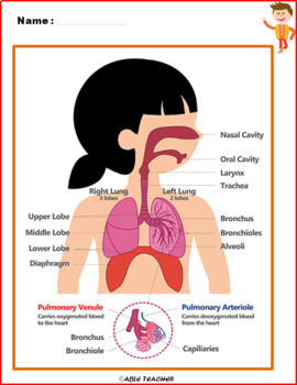 ACTIVITIES FOR THE HUMAN BODY ( body seystemes , body parts , and more ...