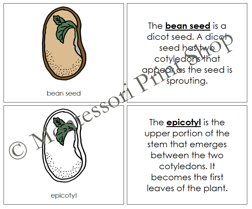 Parts of a Bean Seed Book - Montessori Nomenclature | Made By Teachers