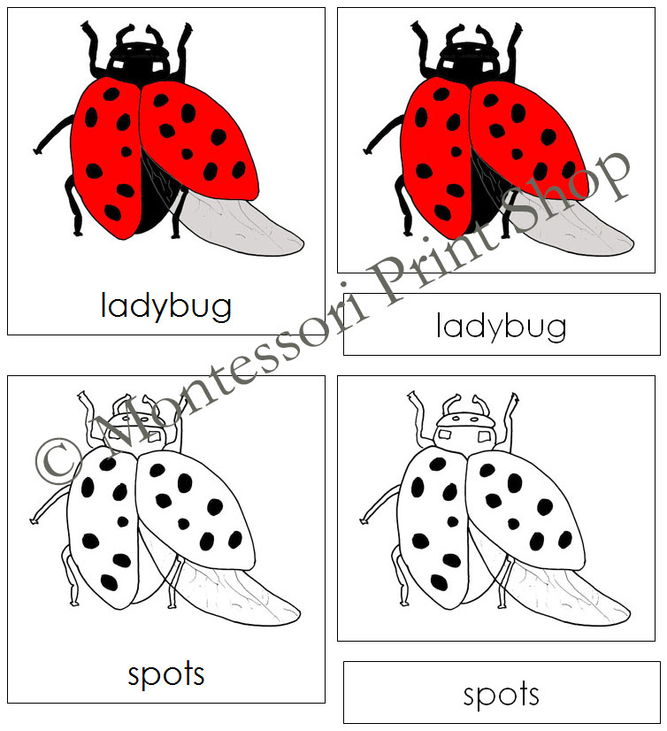 Parts of a Ladybug 3-Part Cards - Montessori Nomenclature | Made By ...