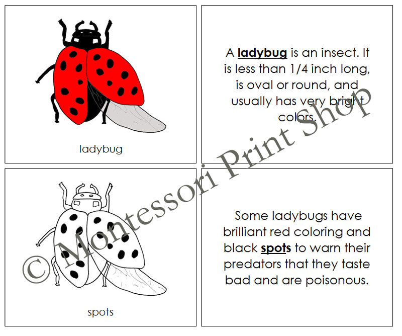 Parts of a Ladybug Book - Montessori Nomenclature | Made By Teachers