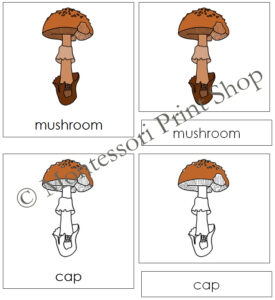 Parts of a Mushroom 3-Part Cards - Montessori Nomenclature | Made By ...