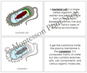Parts of a Bacterial Cell Book - Montessori Nomenclature | Made By Teachers