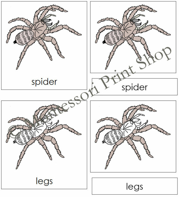 Parts of a Spider 3-Part Cards - Montessori Nomenclature | Made By Teachers