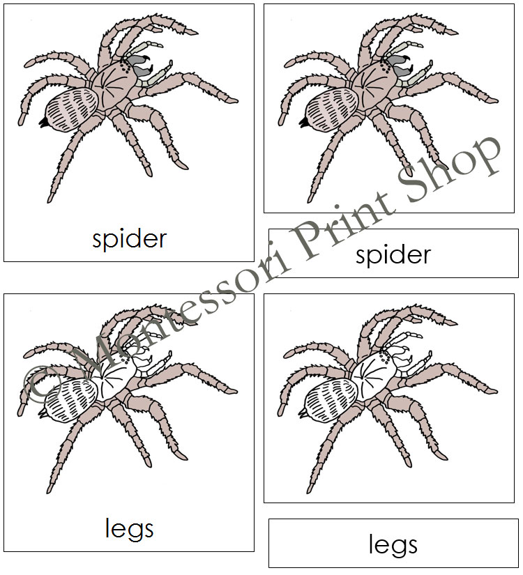 Parts of a Spider 3-Part Cards - Montessori Nomenclature | Made By Teachers