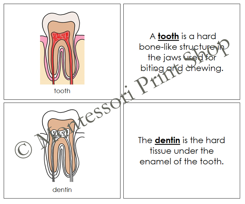 Parts of a Tooth Book - Montessori Nomenclature | Made By Teachers