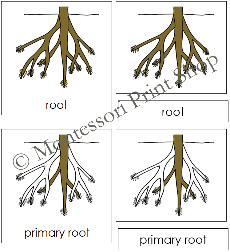 Parts of a Root 3-Part Cards - Montessori Nomenclature | Made By Teachers