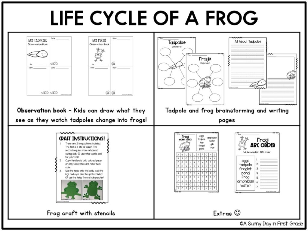 Life Cycle of a Frog | Made By Teachers