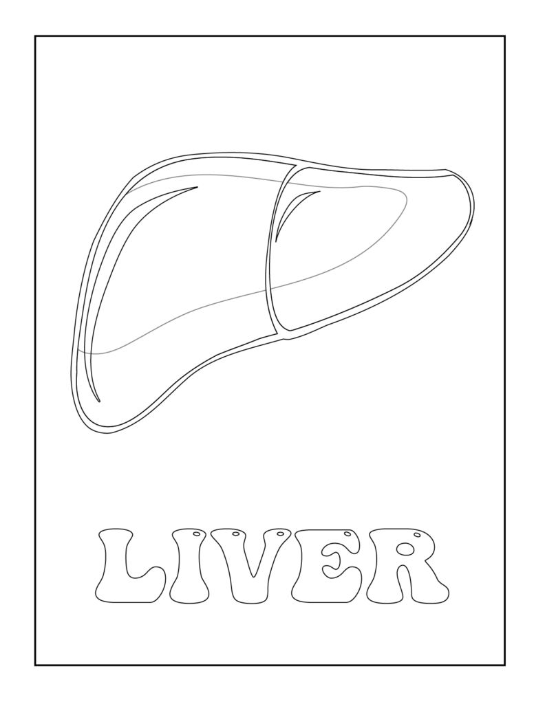 Anatomy Human Organs Body Coloring | Made By Teachers