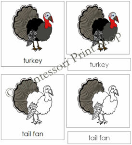 Parts of a Turkey 3-Part Cards - Montessori Nomenclature | Made By Teachers
