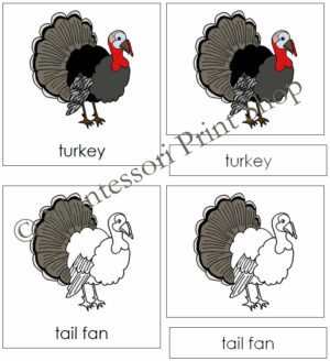 Parts of a Turkey 3-Part Cards - Montessori Nomenclature | Made By Teachers
