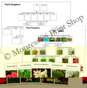 Plant Kingdom Cards and Charts | Made By Teachers
